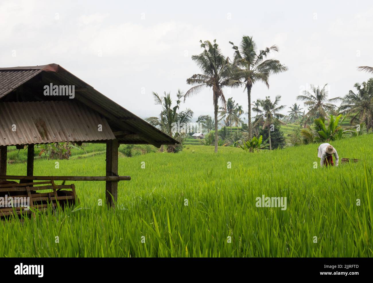 Person working on tree hi-res stock photography and images - Alamy