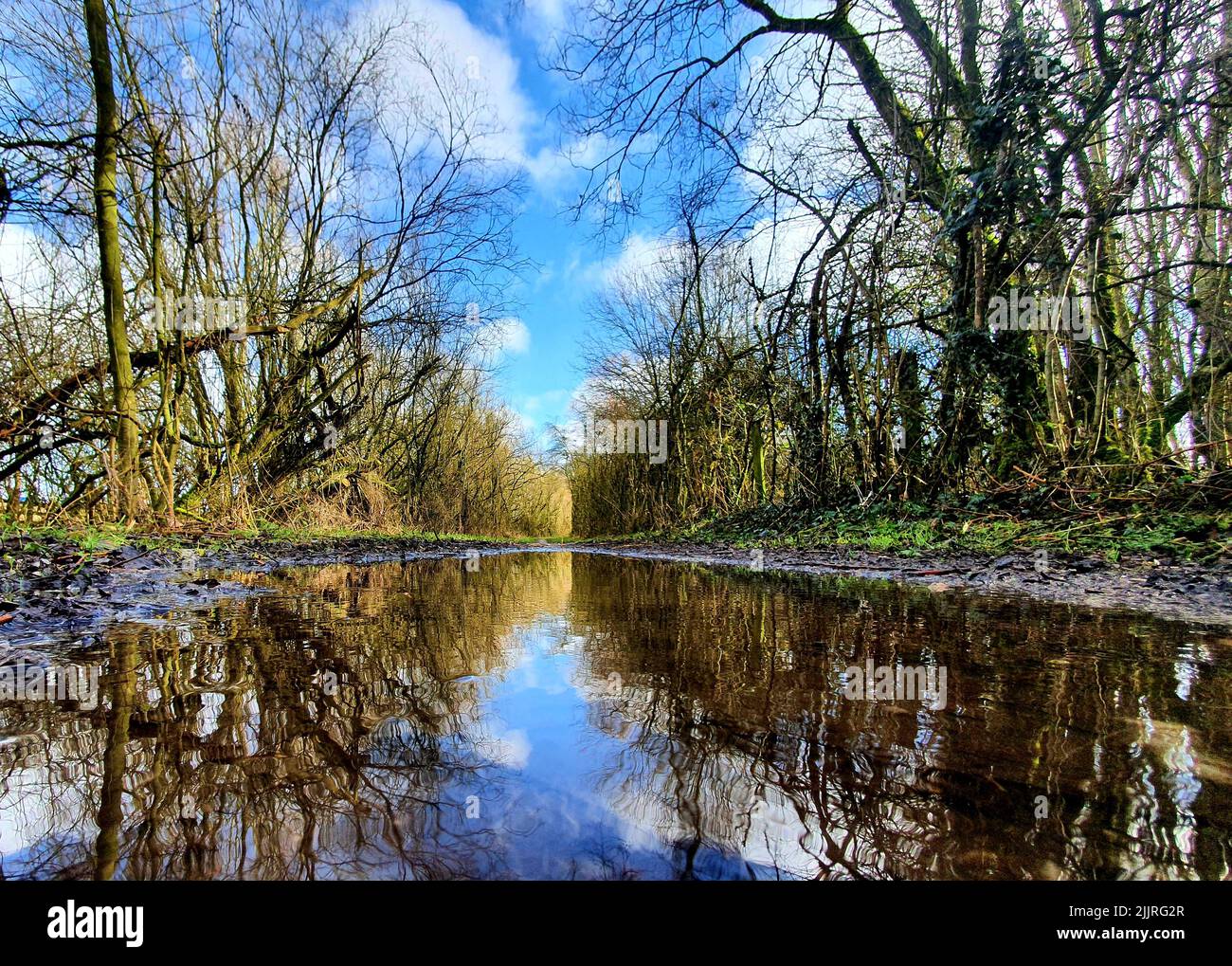 A small reflective pond in the forest with leafless trees Stock Photo ...