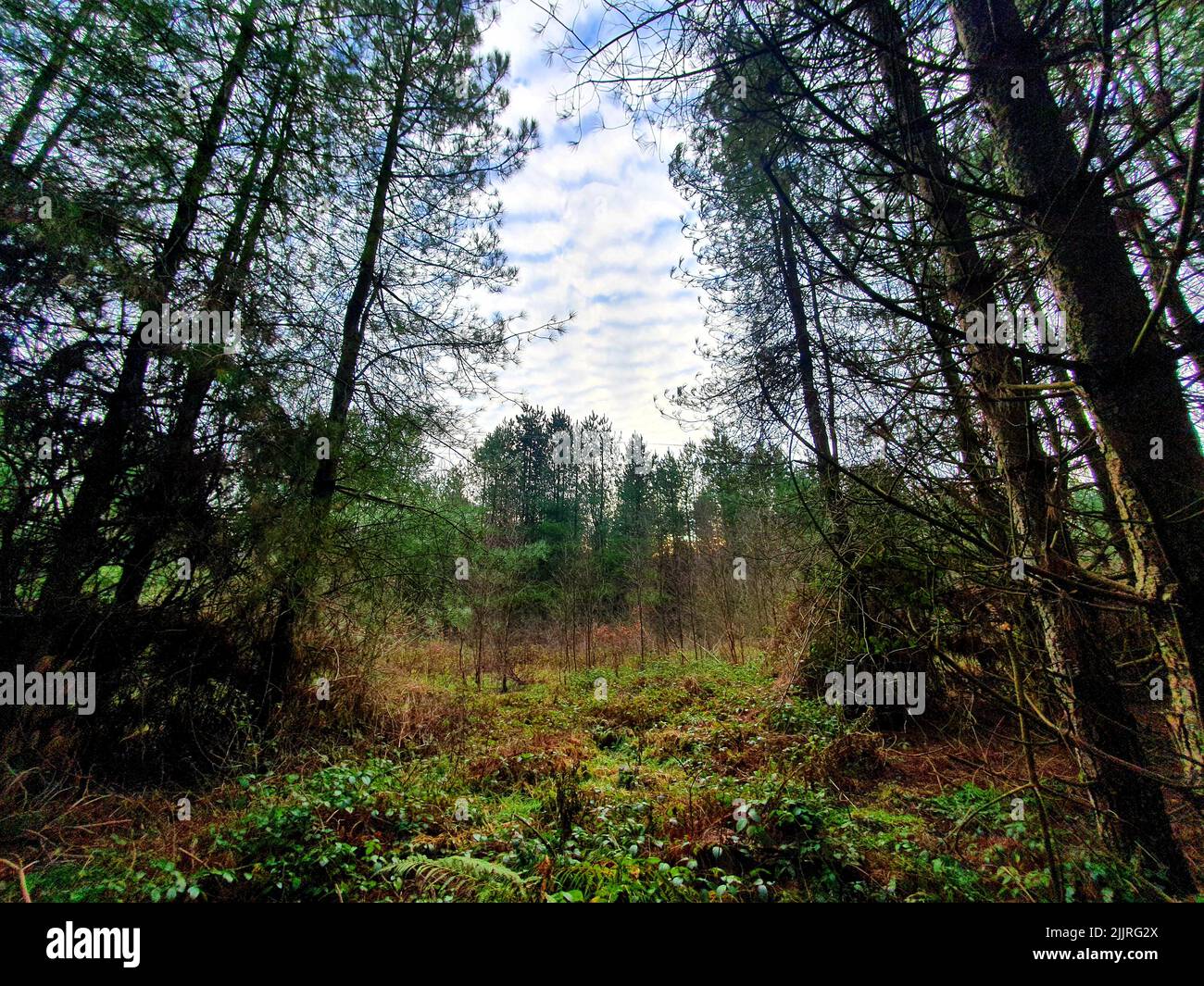 Dense pine trees forest hi-res stock photography and images - Alamy
