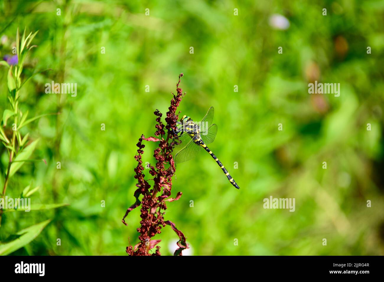 A closeup of the golden-ringed dragonfly on the plant. Cordulegaster ...