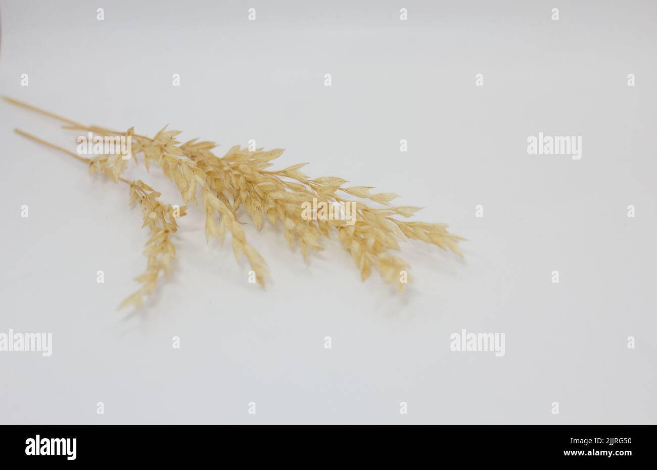 Wheat grains with globe . The concept of harvest , export , import in ... Wheat grains with globe . The concept of harvest , export , import in ...