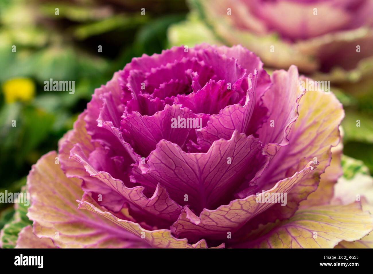 Brassica oleracea flower hi-res stock photography and images - Alamy