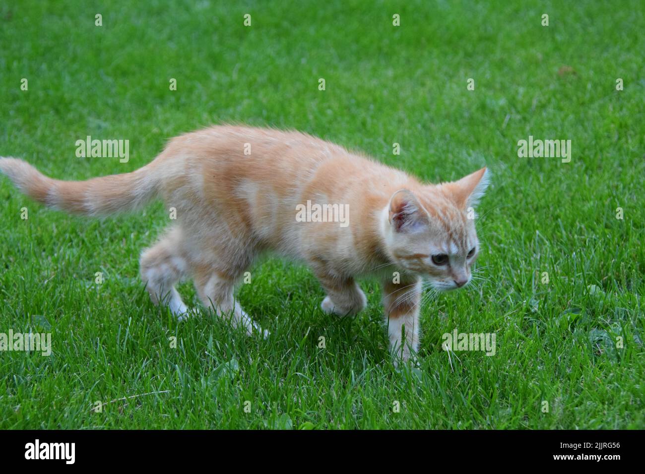 Orange cat walking hi-res stock photography and images - Alamy
