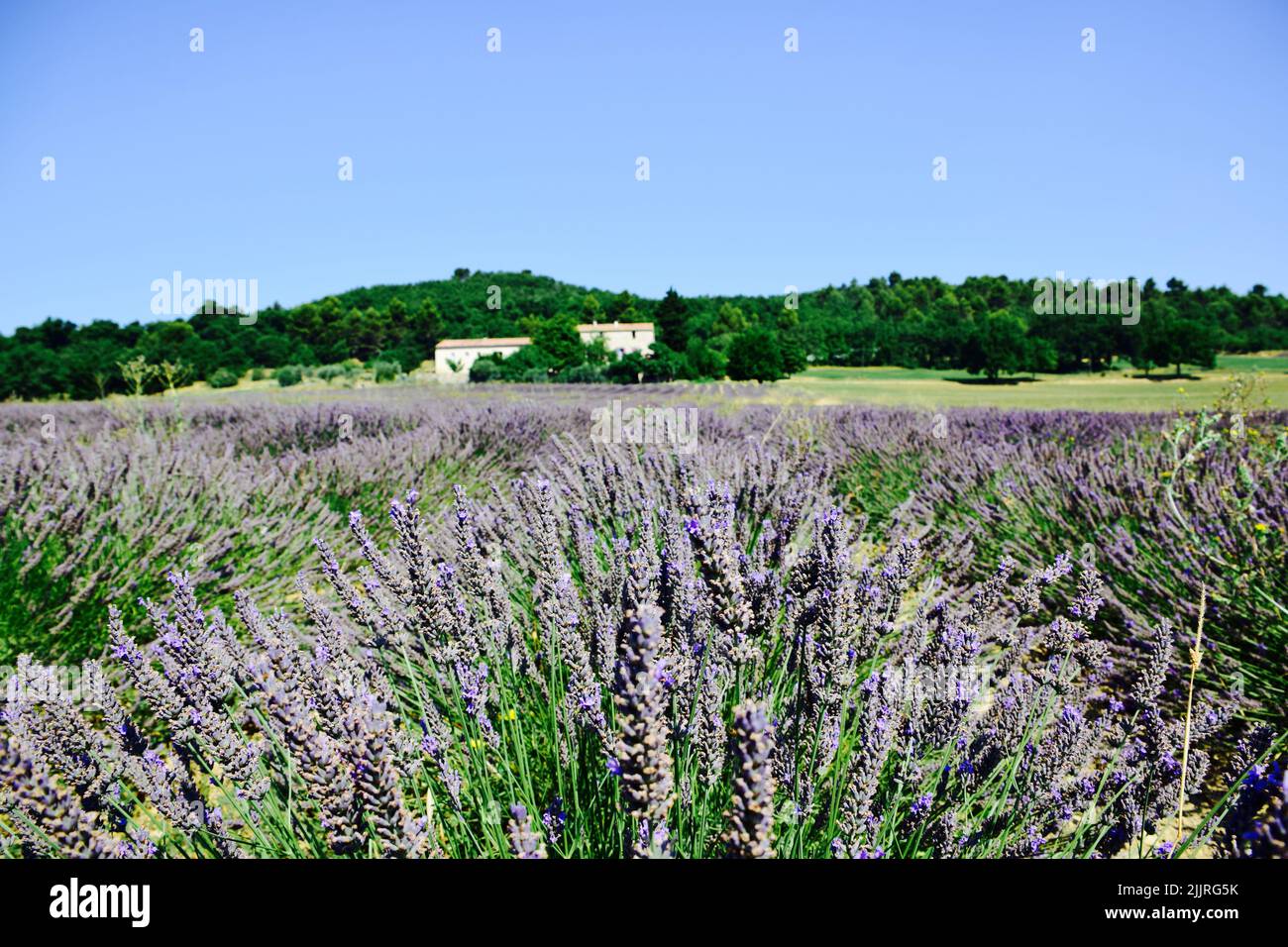 The beautiful lavender field against the background of green trees and ...