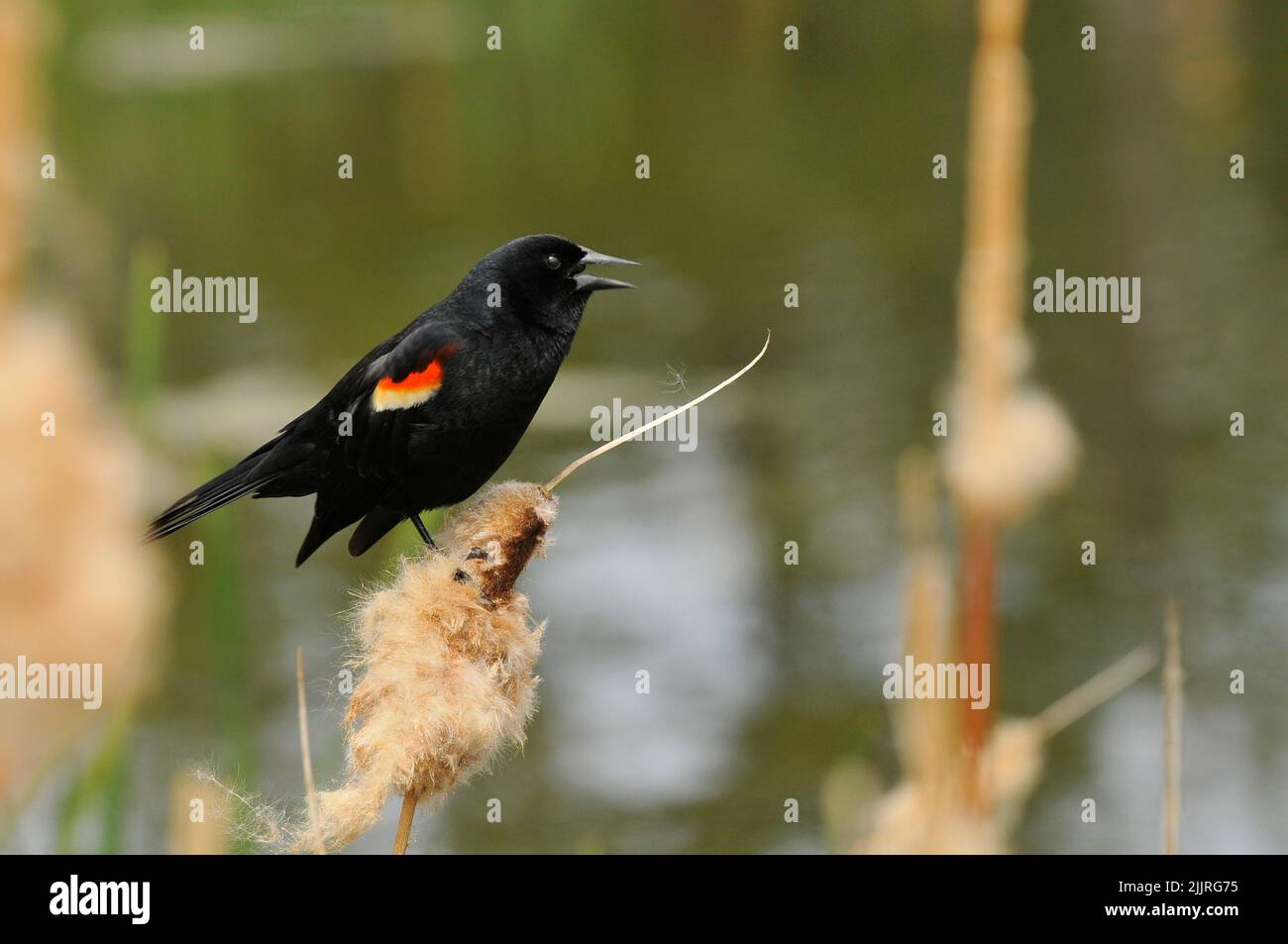 A closeup shot of a common blackbird perched on a bamboo in a swamp ...