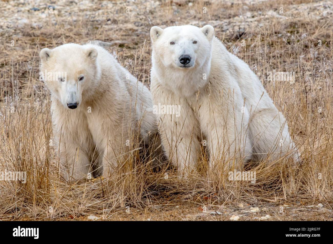 Two polar bears hi-res stock photography and images - Alamy