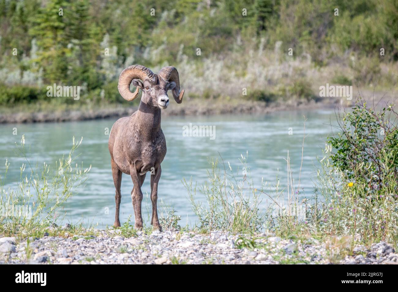 A big horn ram in its natural habitat Stock Photo - Alamy