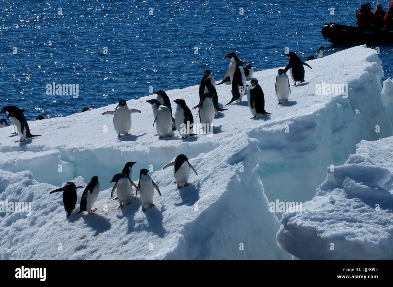 a Emperor Penguin rookery on a slanting ice floe Stock Photo - Alamy