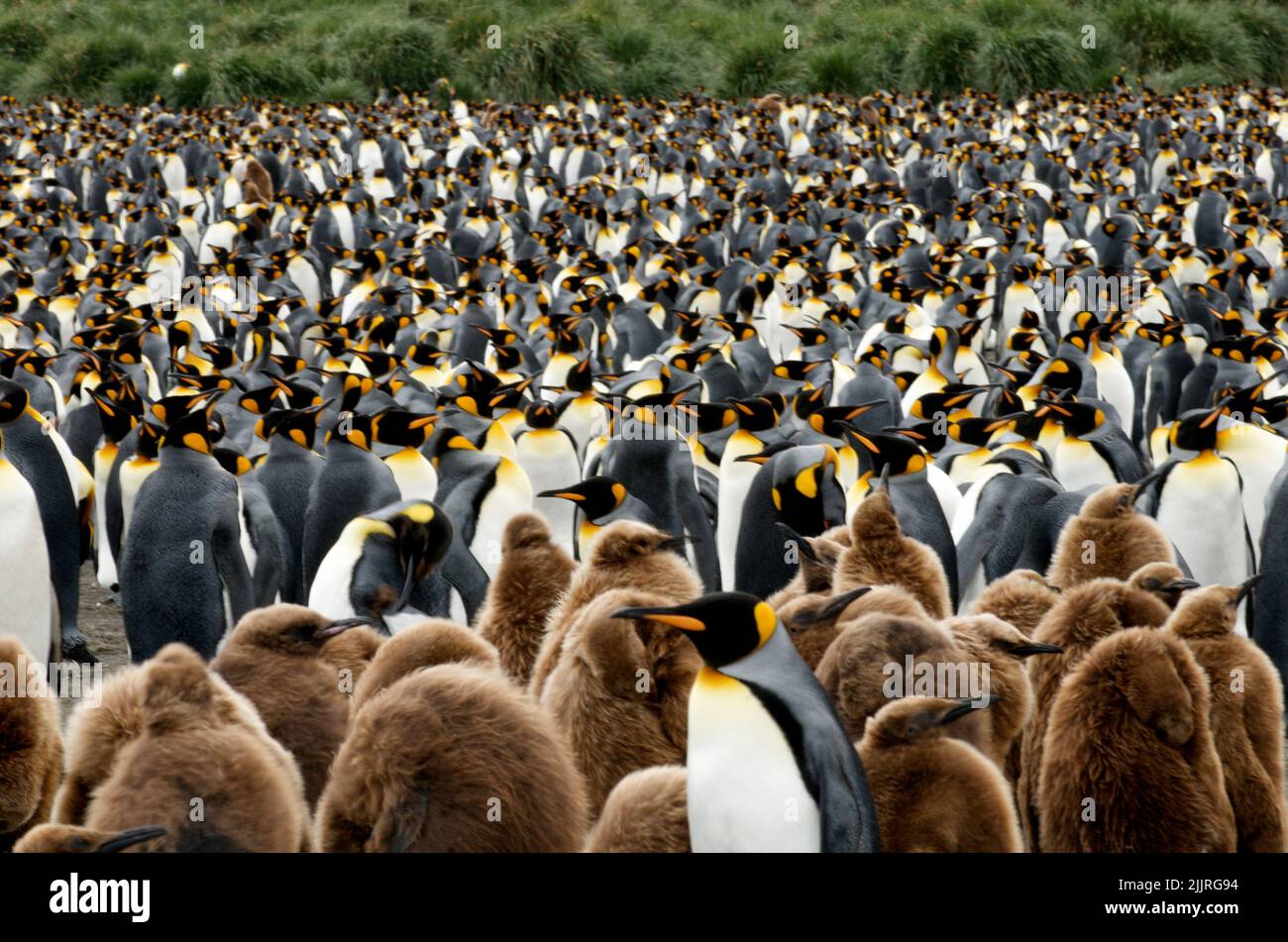 Emperor penguin colony hi-res stock photography and images - Alamy