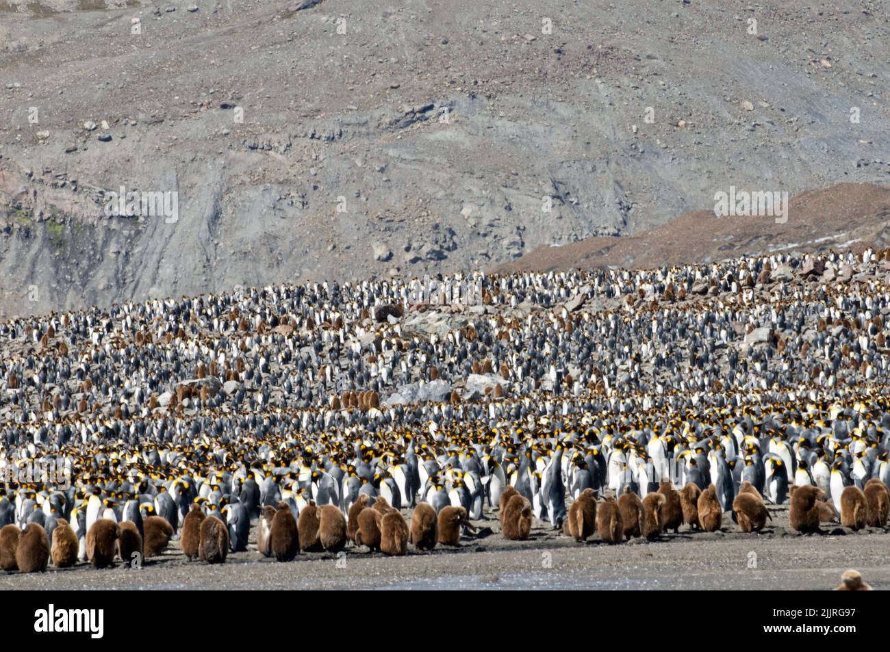Emperor penguin colony hi-res stock photography and images - Alamy