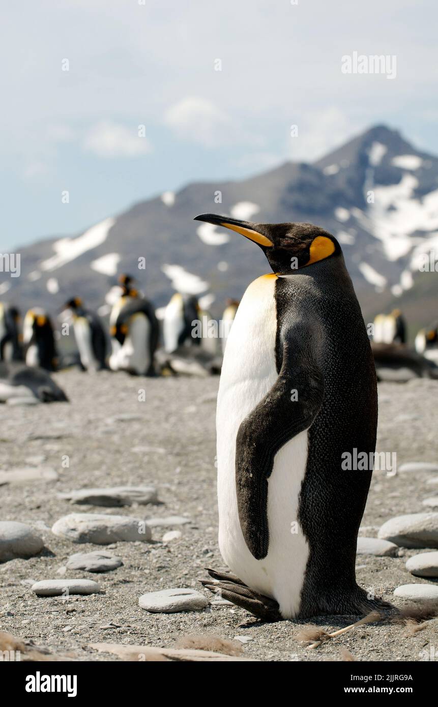 Happy penguins hi-res stock photography and images - Alamy