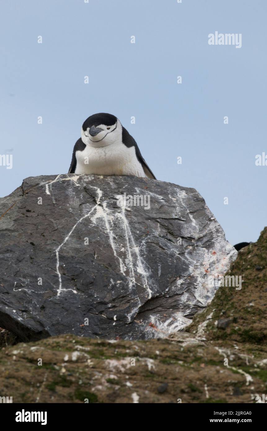 a Chinstrap penguin lying down on a rock Stock Photo - Alamy
