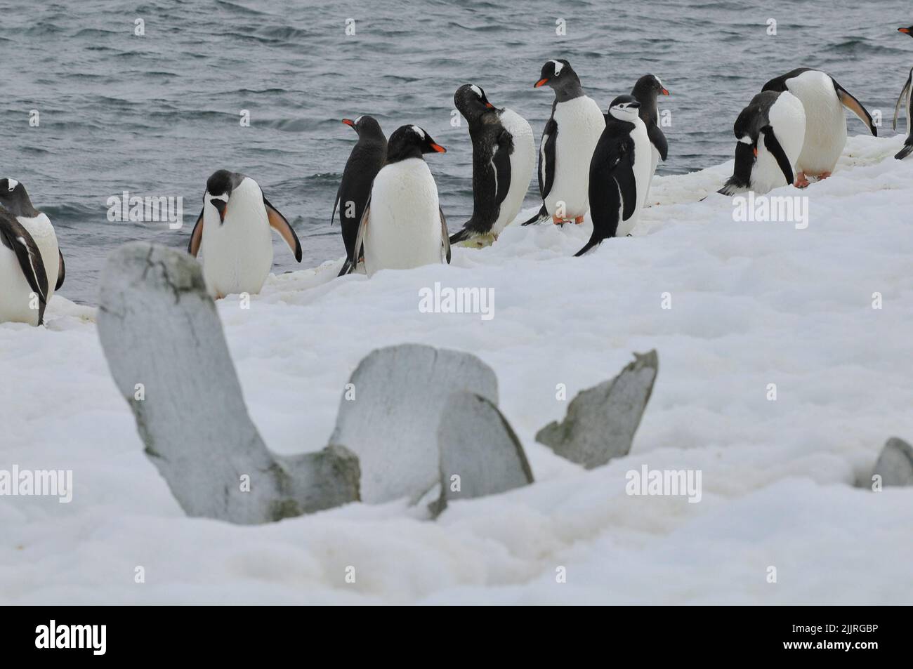 Types of animals hi-res stock photography and images - Alamy