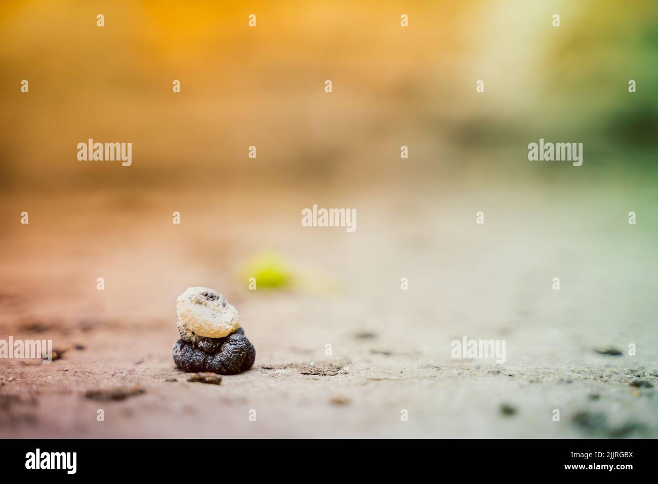 Beautiful rich color close-up photo of a chicken poop Stock Photo - Alamy