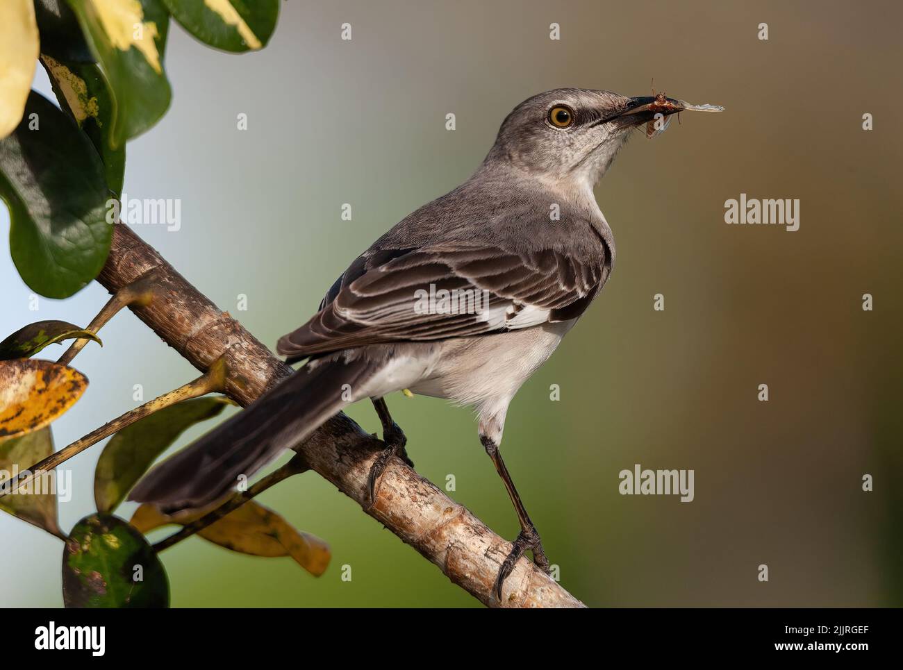 A closeup of a northern mockingbird (Mimus polyglottos) with a worm in its beak Stock Photo - Alamy
