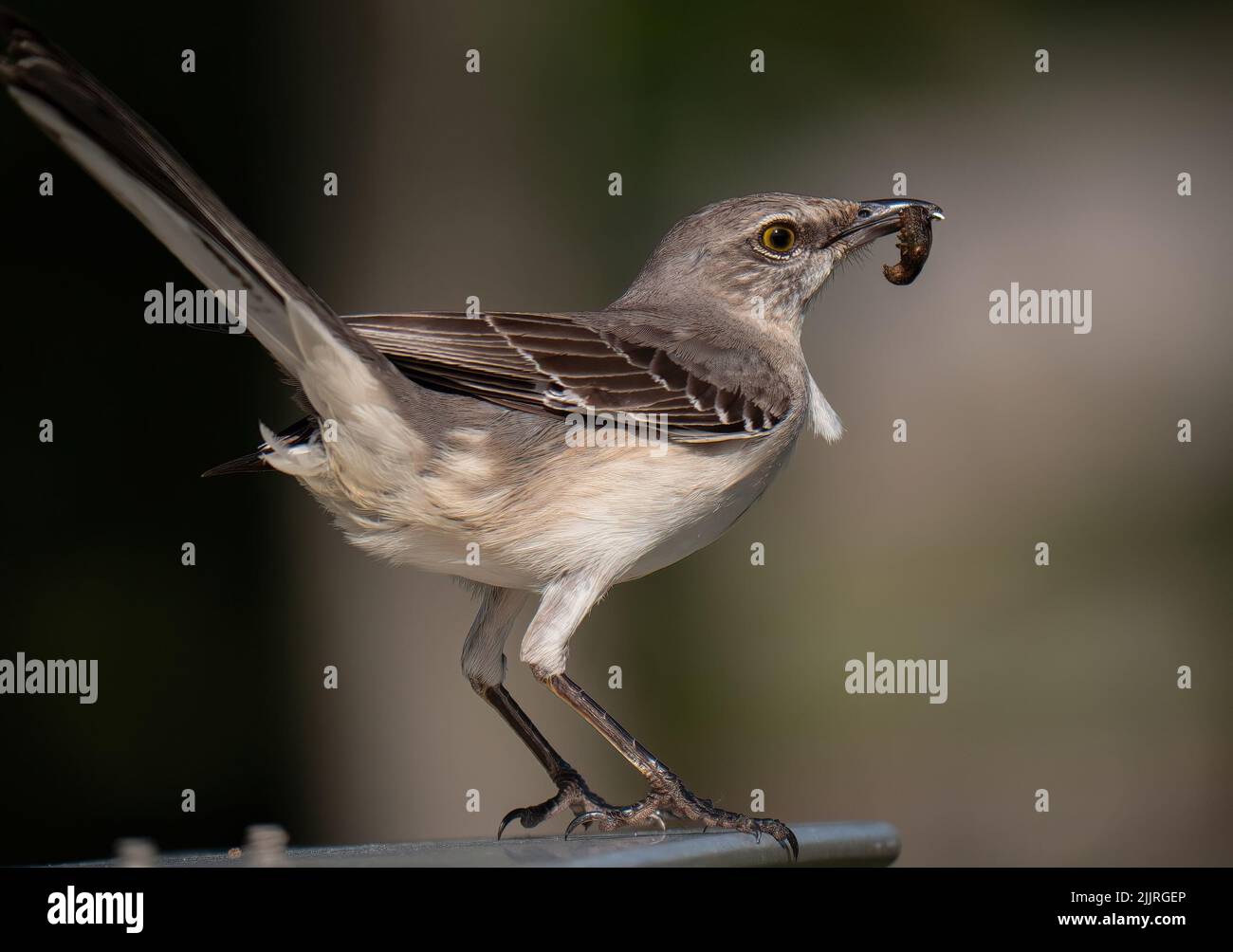 Mockingbird with insect hi-res stock photography and images - Alamy