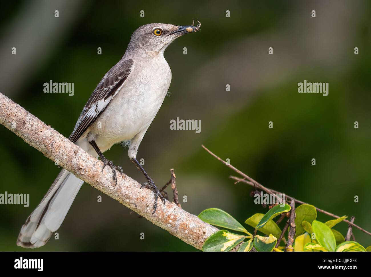 A closeup of a northern mockingbird (Mimus polyglottos) with a worm in ...