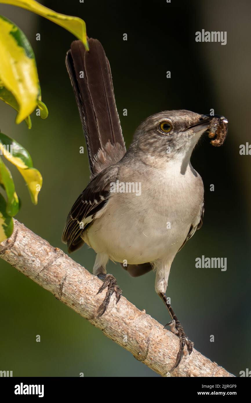 A closeup of a northern mockingbird (Mimus polyglottos) with a worm in ...