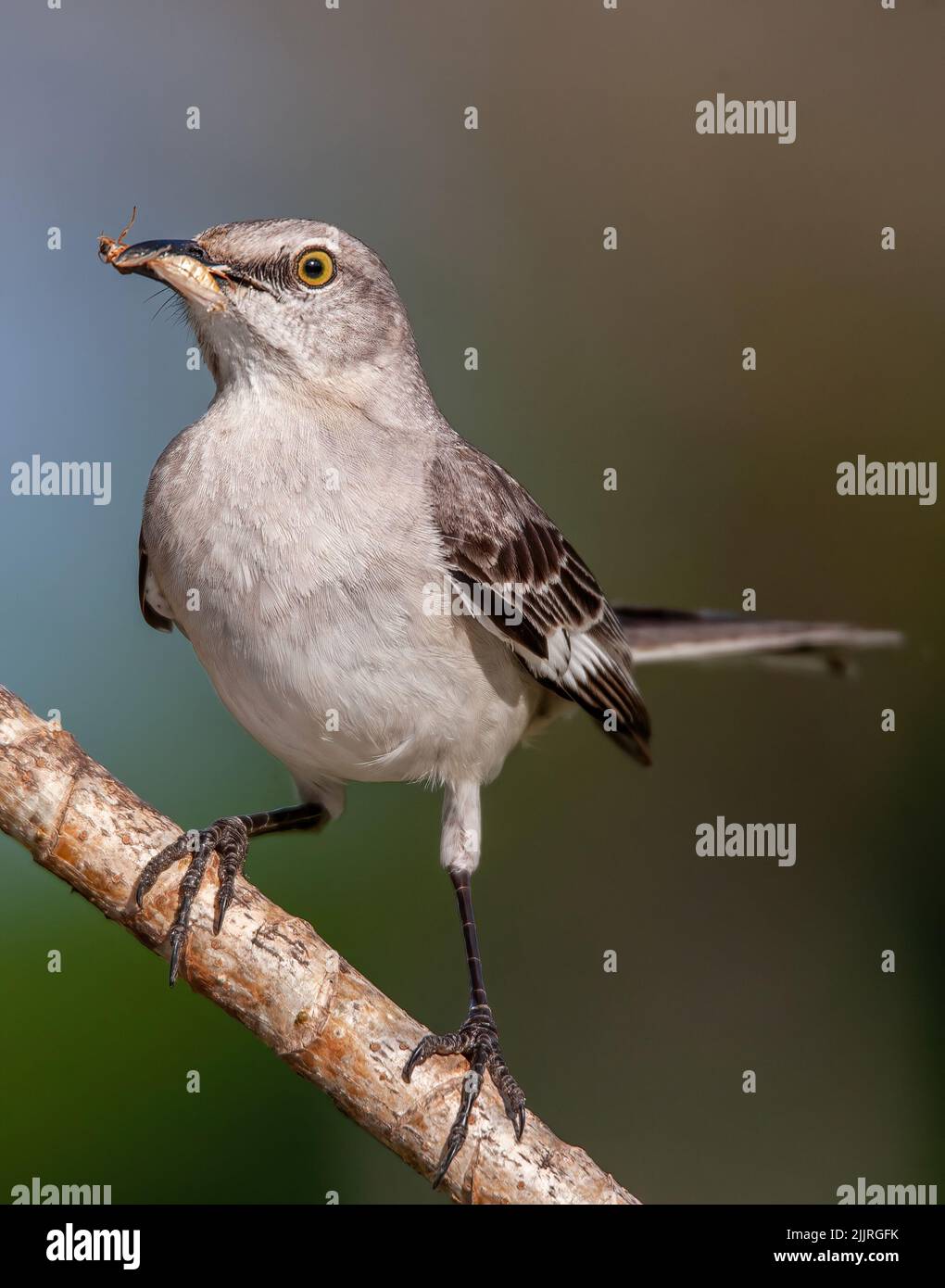 A closeup of a northern mockingbird (Mimus polyglottos) with a worm in ...