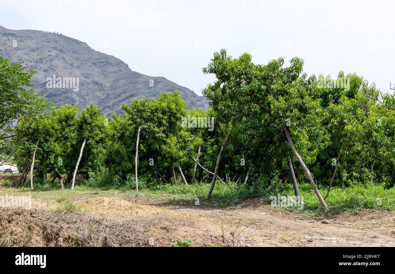 Supporting heavy cropping peach fruit tree with sticks and woods Stock ...