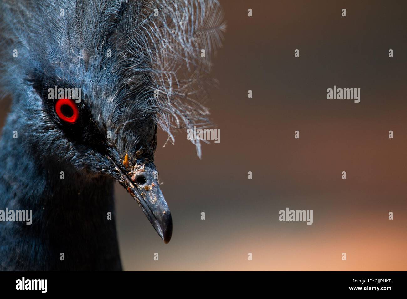 crown bird with red eyes in isolated background Stock Photo - Alamy