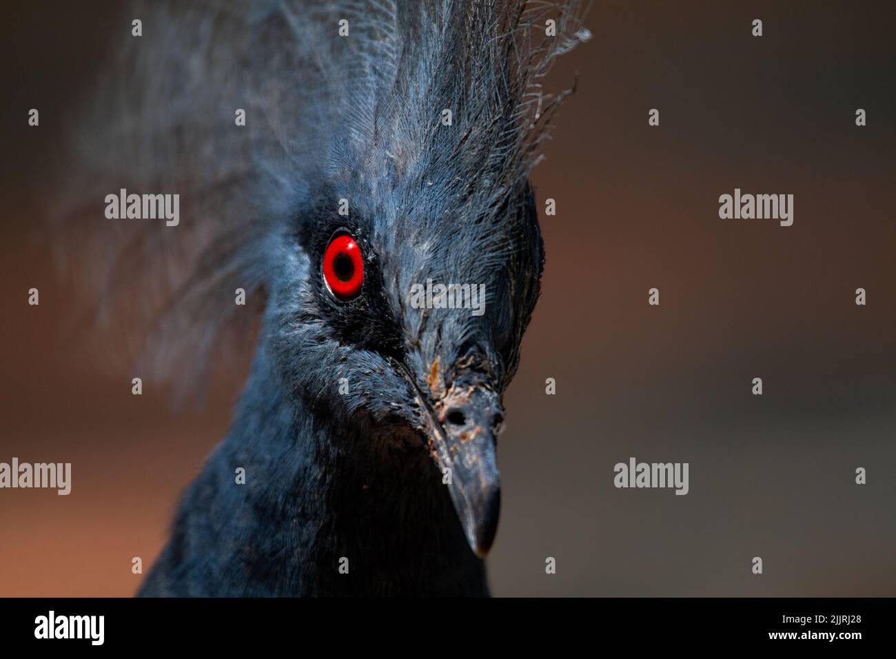 crown bird with red eyes in isolated background Stock Photo - Alamy