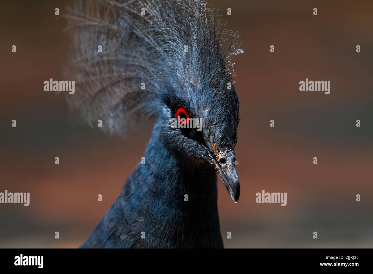 crown bird with red eyes in isolated background Stock Photo - Alamy