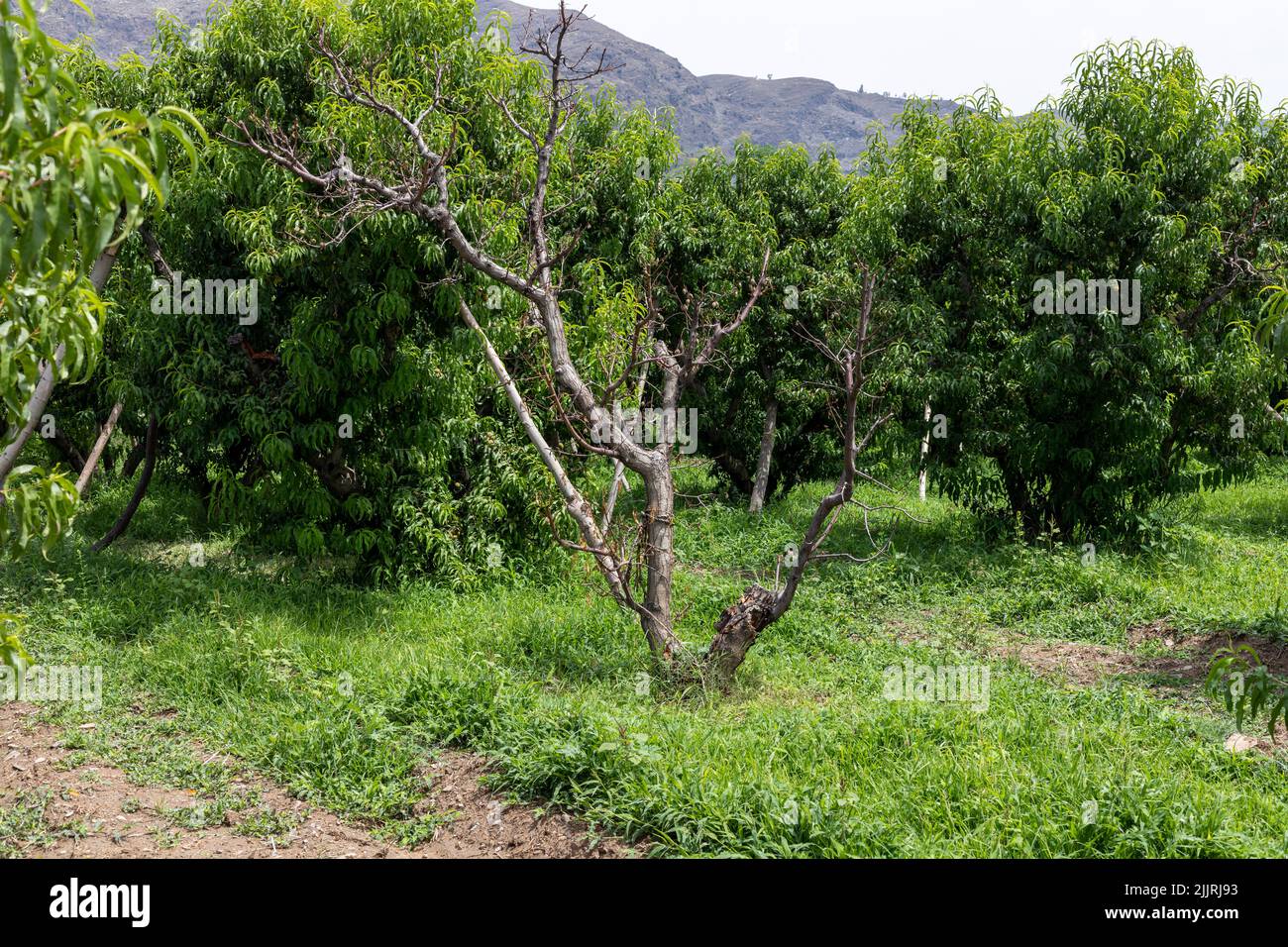 Dry fruit tree in the fruit orchard Stock Photo - Alamy