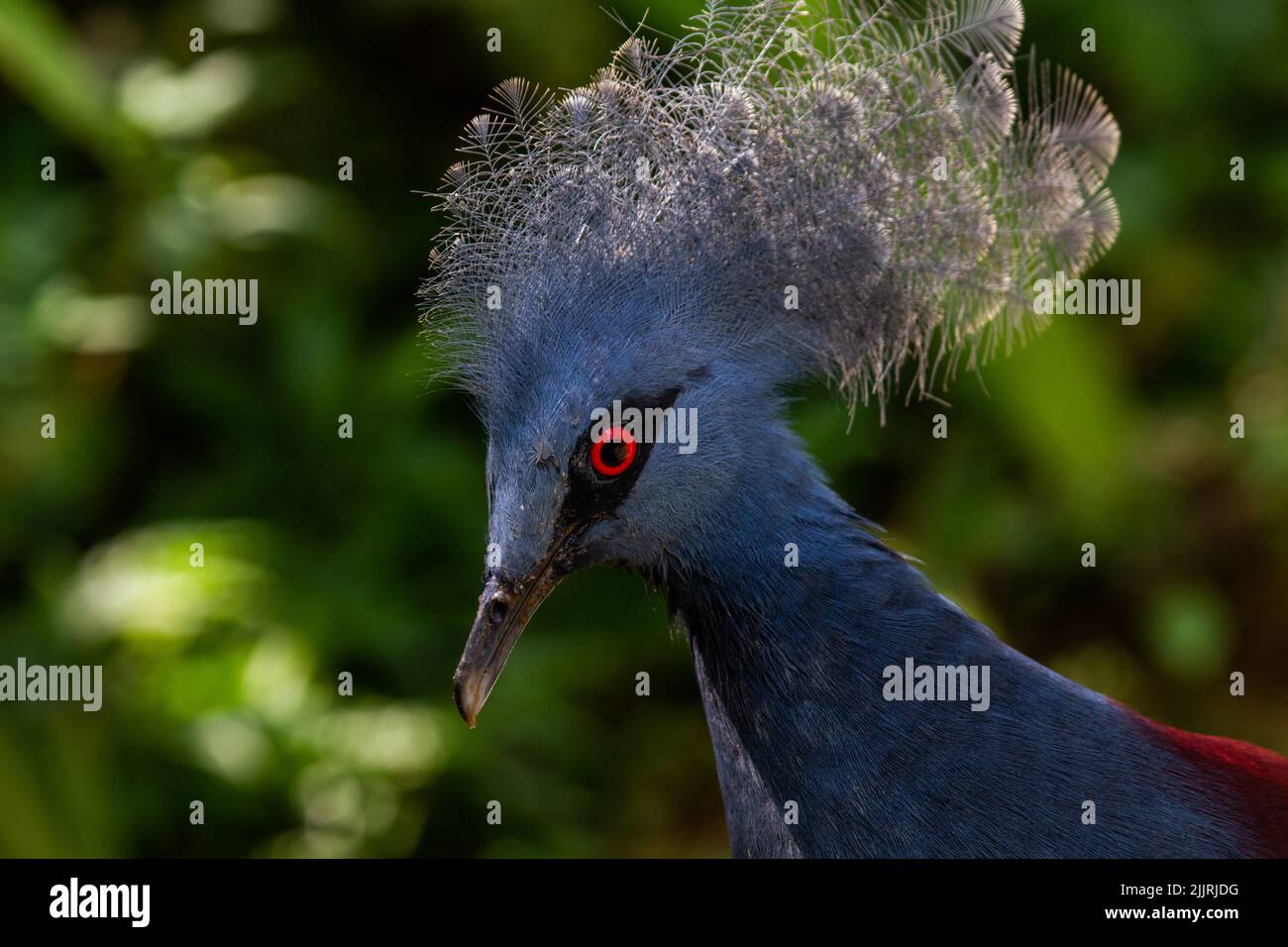 crown bird with red eyes in isolated background Stock Photo - Alamy