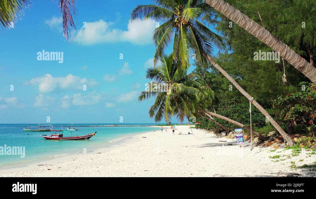 A sandy beach with poplar trees and an ocean on the background in Asia ...
