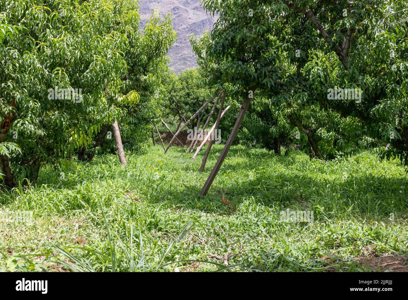 heavy fruiting peach tree giving support in a fruiting season Stock ...