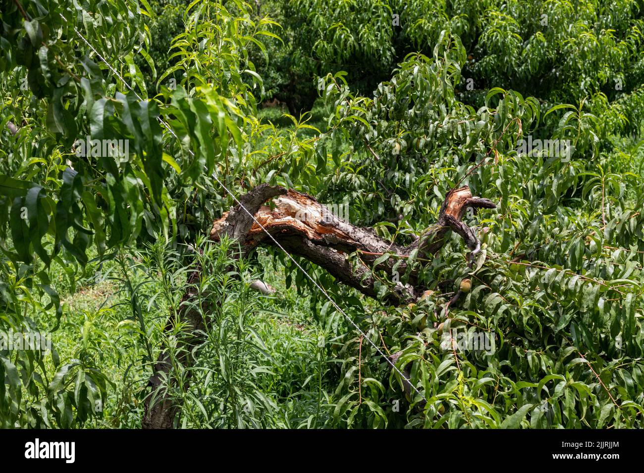 Wind broken peach tree with peaches in the fruiting season Stock Photo ...