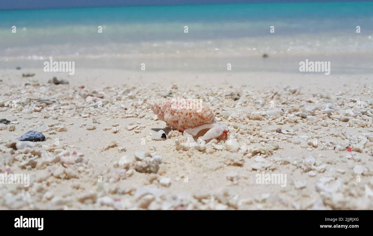 Seashell on beach in maldives hi-res stock photography and images - Alamy