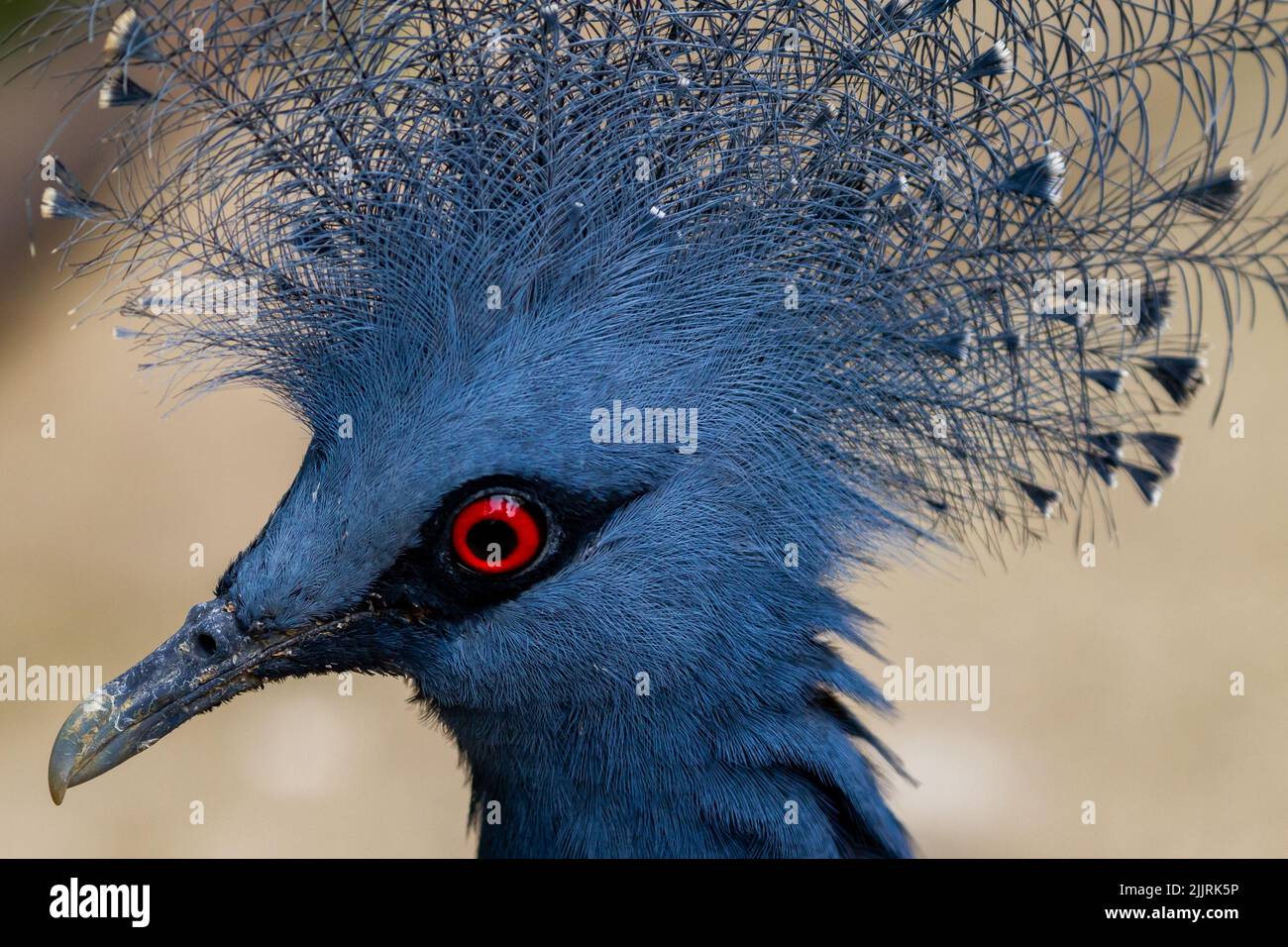 crown bird with red eyes in isolated background Stock Photo - Alamy