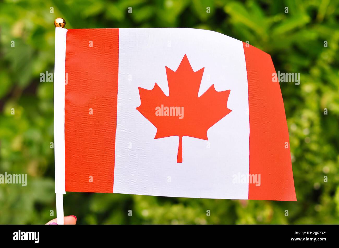 National flag of Canada white and red colors with marple leave Stock ...