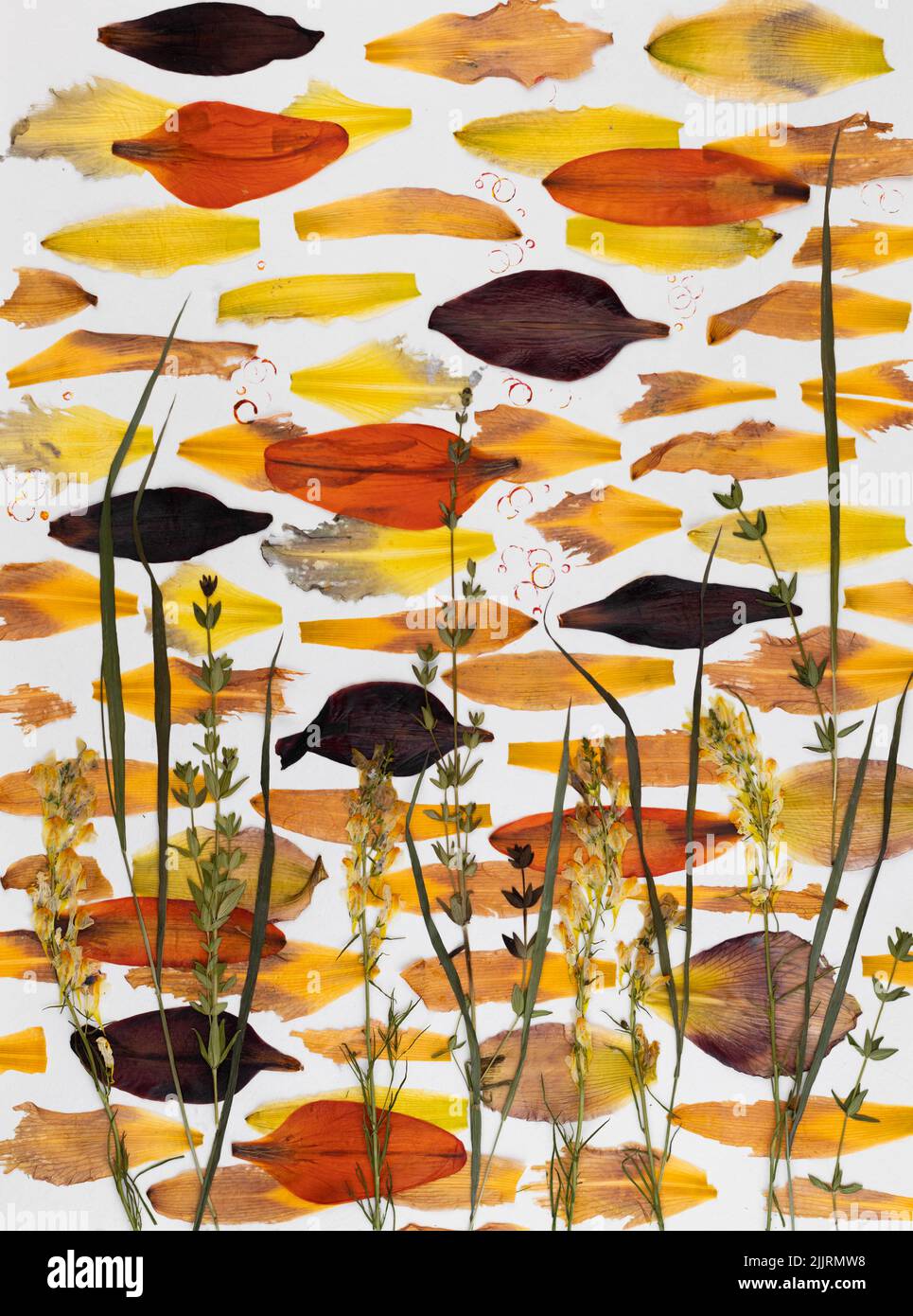 Contemporary botanical art of pressed flowers. Wrong. Marine ...