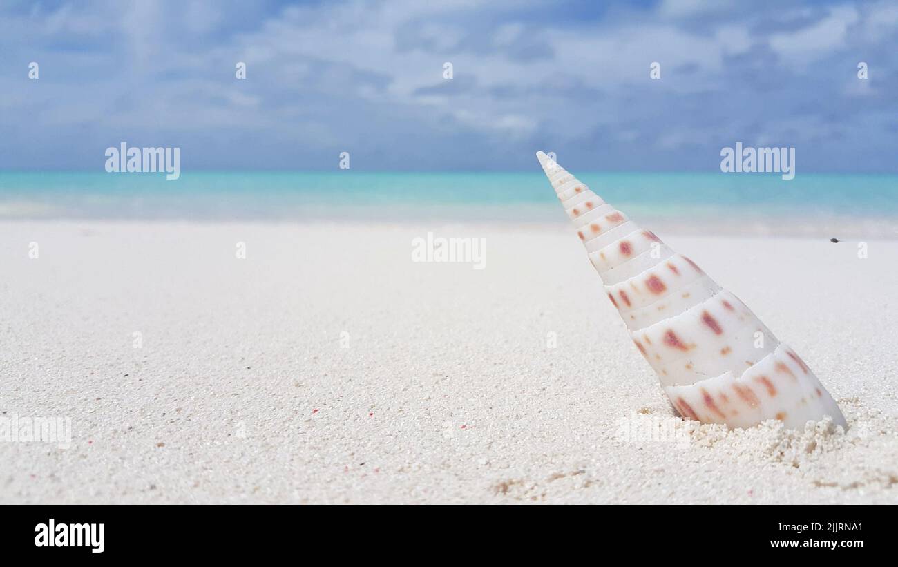 A single shell on a sandy beach Stock Photo - Alamy