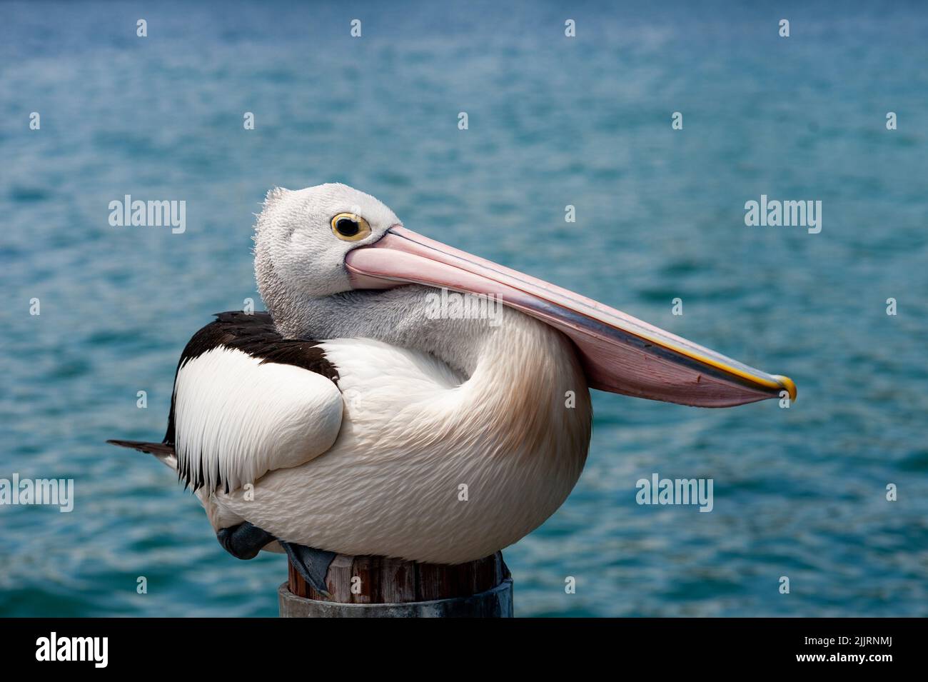 pelican bird sitting position with sea background Stock Photo - Alamy