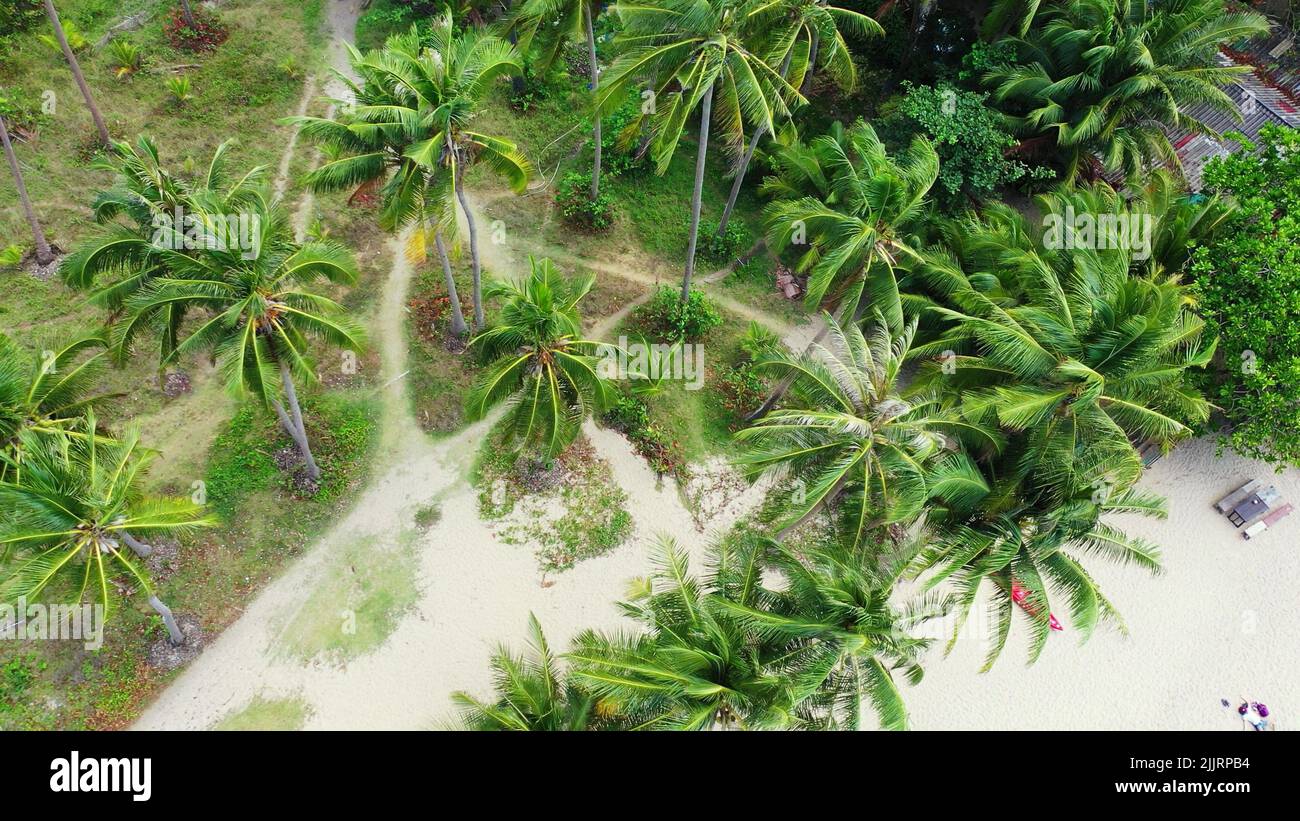 An aerial view of green palms on a beach under the sunlight in the ...