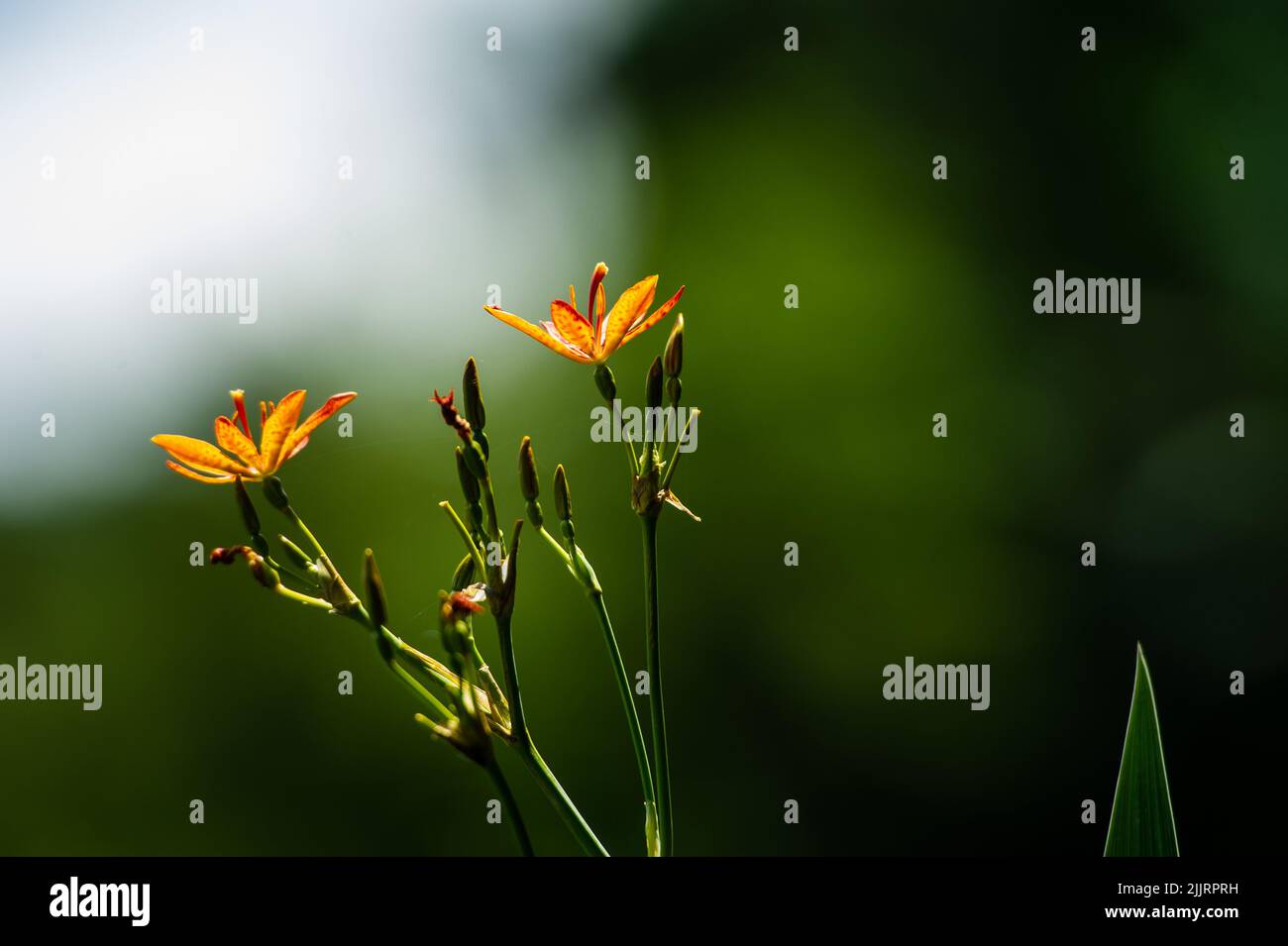 twin yellow flowers with isolated green and white background Stock ...