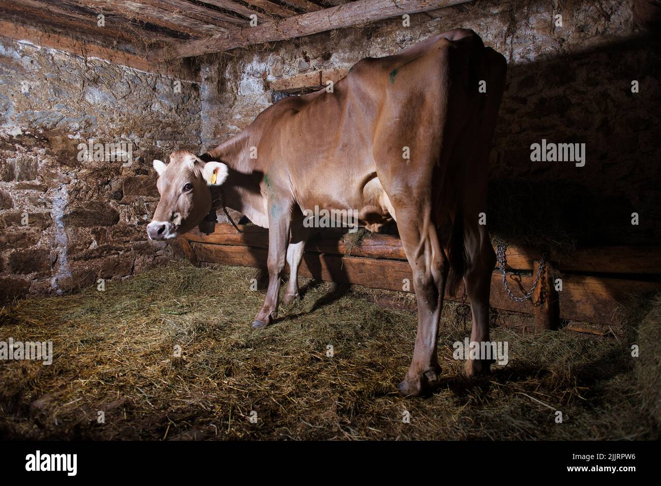 cow, barn, farm, animal, mammal, excrement, rural, shepherd, pasture ...