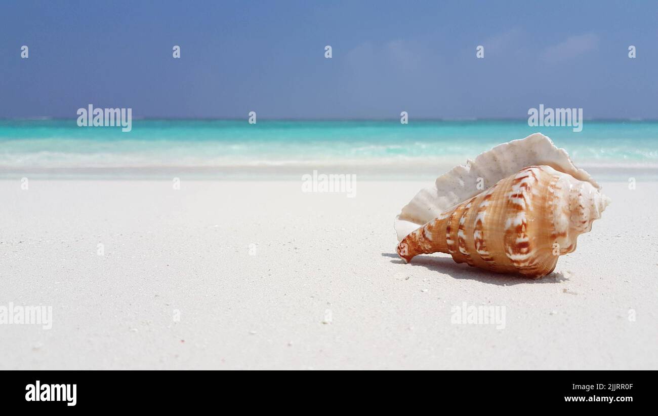 A closeup of a shell at a beach on a sunny day Stock Photo - Alamy