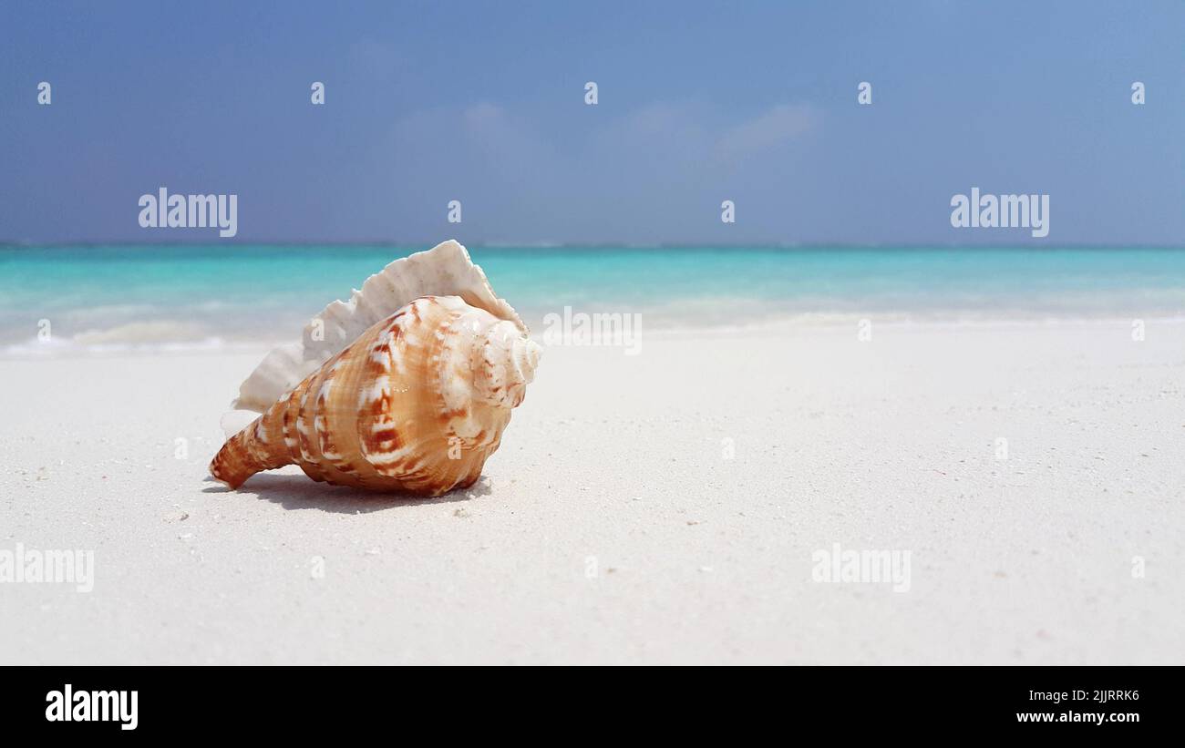 Seashell on beach in maldives hi-res stock photography and images - Alamy