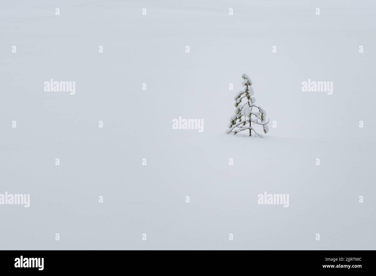 Snow winter pine sapling hi-res stock photography and images - Alamy
