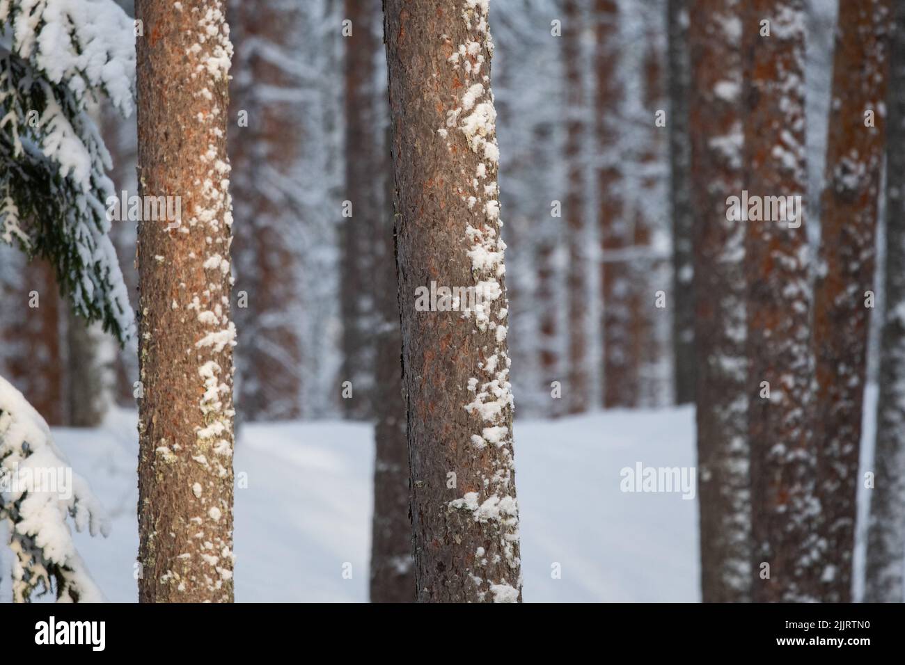 Multiple trunks tree hi-res stock photography and images - Alamy