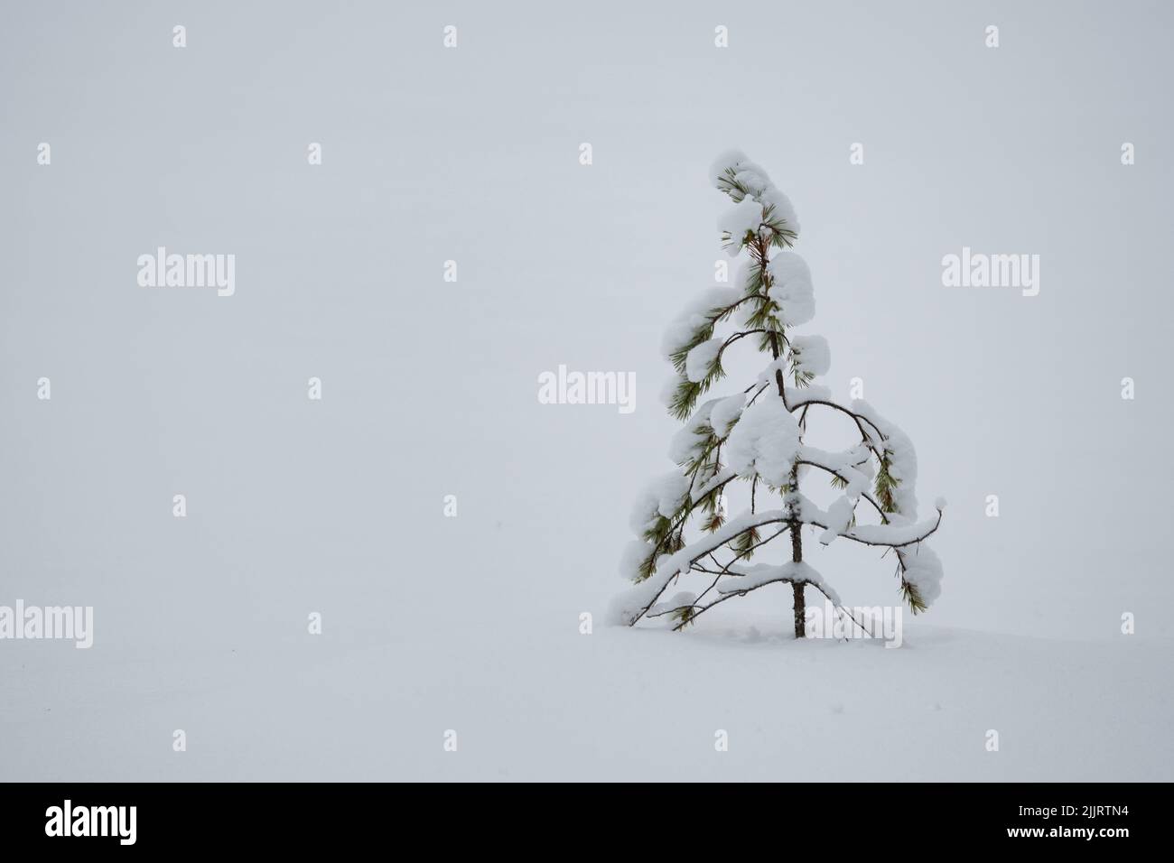 A pine sapling covered in snow Stock Photo - Alamy