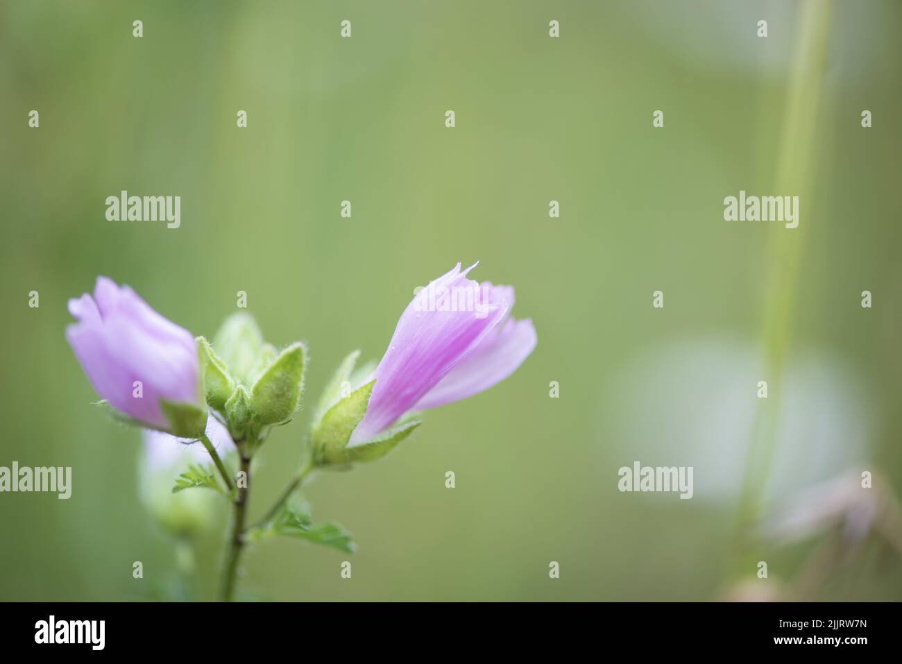 Purple flower with pretty bokeh. Place for text Stock Photo - Alamy