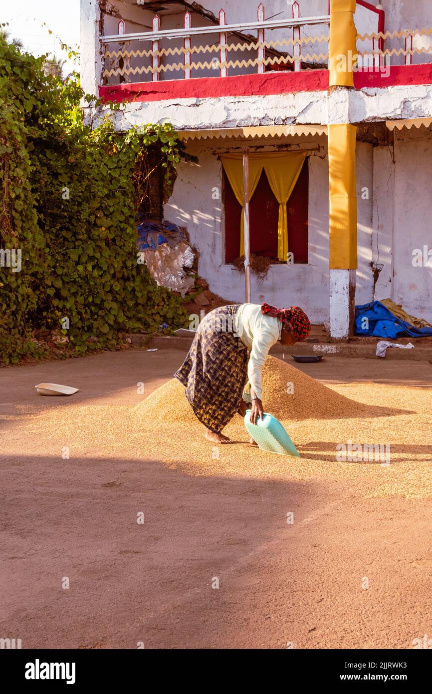 Rachol, Goa India- Oct 9 2021 Local farmers harvesting,boiling, drying ...