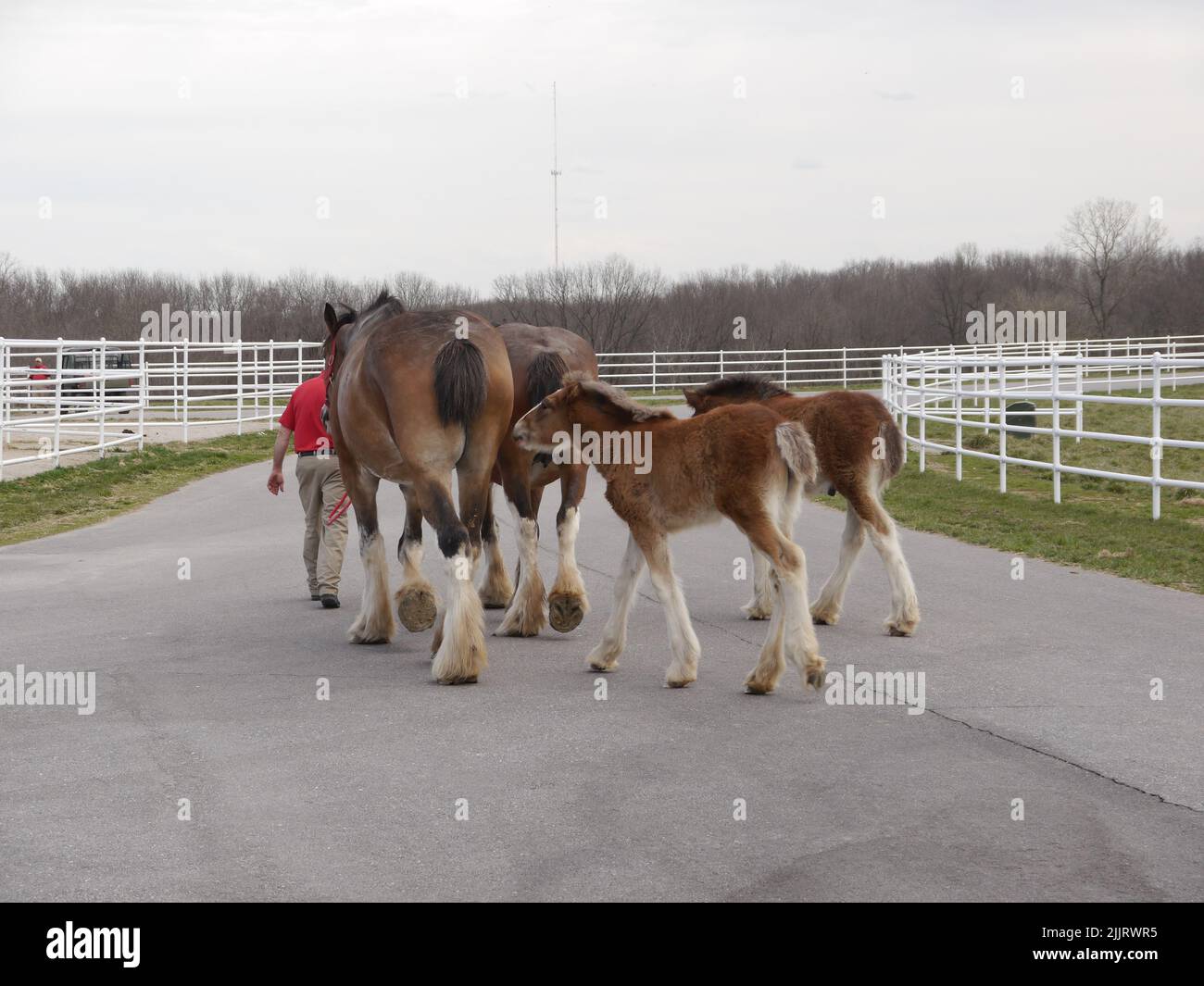 Baby Clydesdale Budweiser