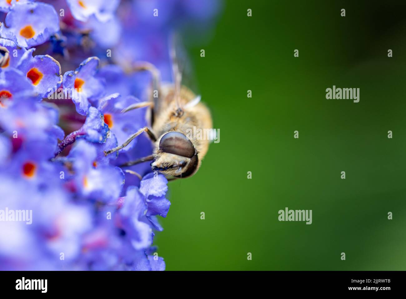 Buddleia sp hi-res stock photography and images - Alamy